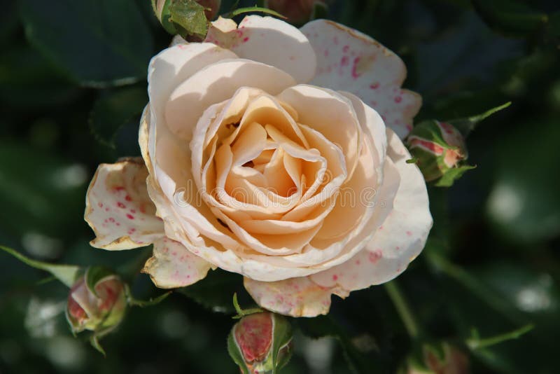 Yellow Cream Rose Type Sirius in the Rosarium in Boskoop Stock Image ...