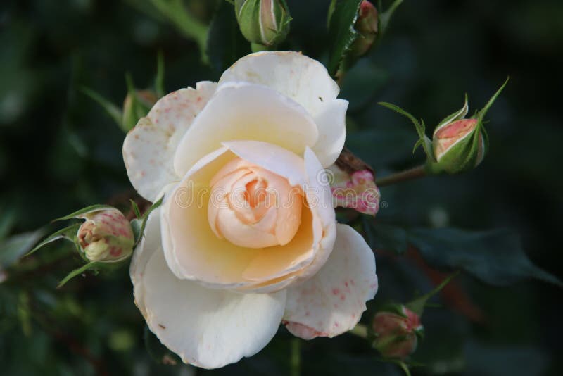 Yellow Cream Rose Type Sirius in the Rosarium in Boskoop Stock Image ...