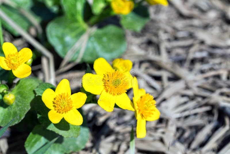 Creeping Buttercups Stock Photos - Free & Royalty-Free Stock Photos ...