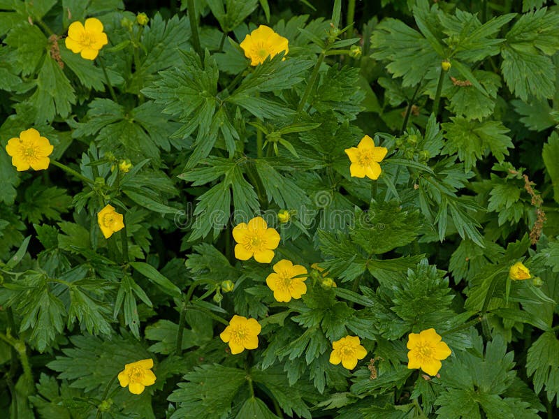 Yellow Creeping Buttercup Flowers - Ranunculus Repens Stock Photo ...