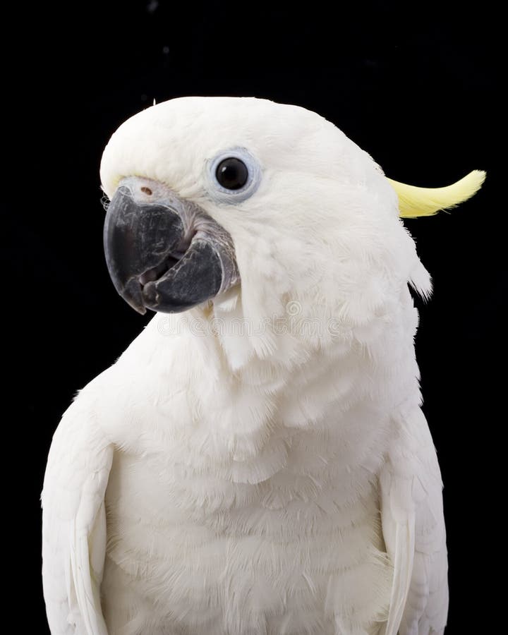 Man with pet cockatoo stock photo. Image of male, nature - 2365808
