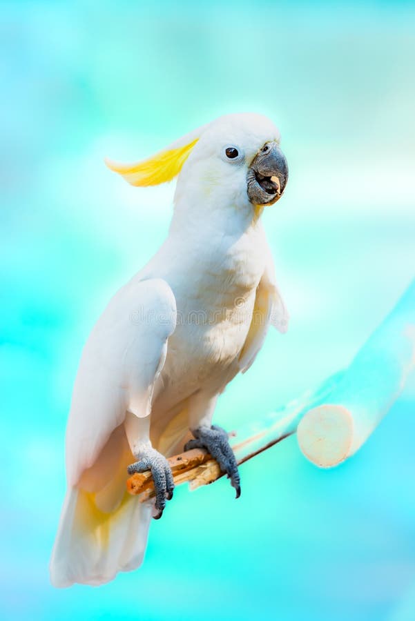 Yellow Crested Cockatoo Or Cacatua Galerita Is Sitting On A Branch