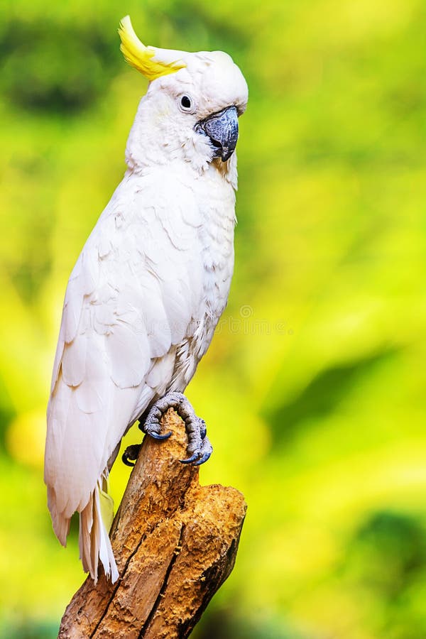 Yellow Crested Cockatoo stock image. Image of yellow - 39348691