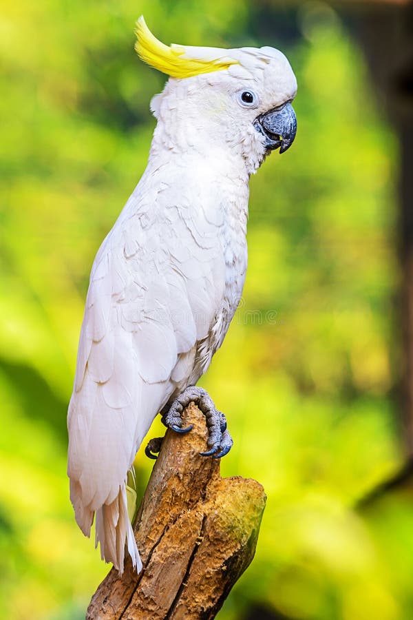 Yellow Crested Cockatoo stock image. Image of bird, white - 40098185