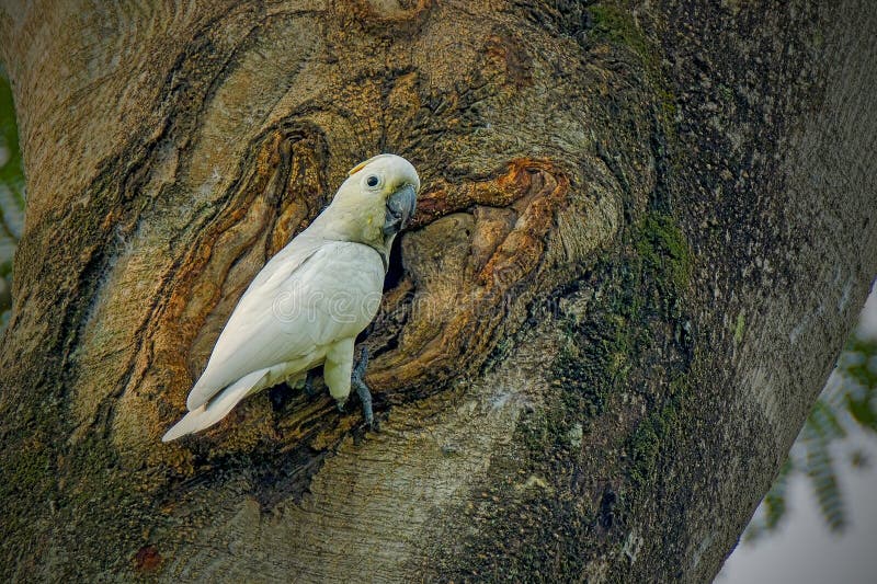 Necis Nuo Stock Photos - Free & Royalty-Free Stock Photos from Dreamstime