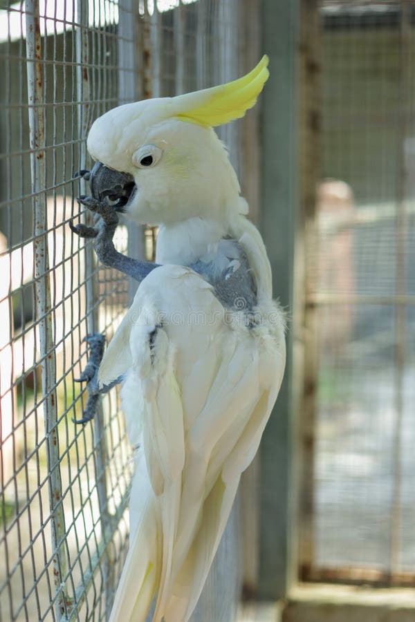 Yellow-crested parrot stock image. Image of beauty, exotic - 259482407