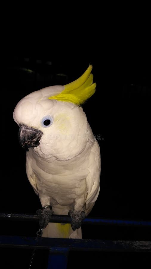 Yellow-crested Parrot at Night Stock Image - Image of green, bird ...