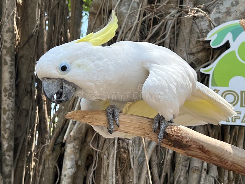 A yellow-crested parrot stock photo. Image of colorful - 291807102