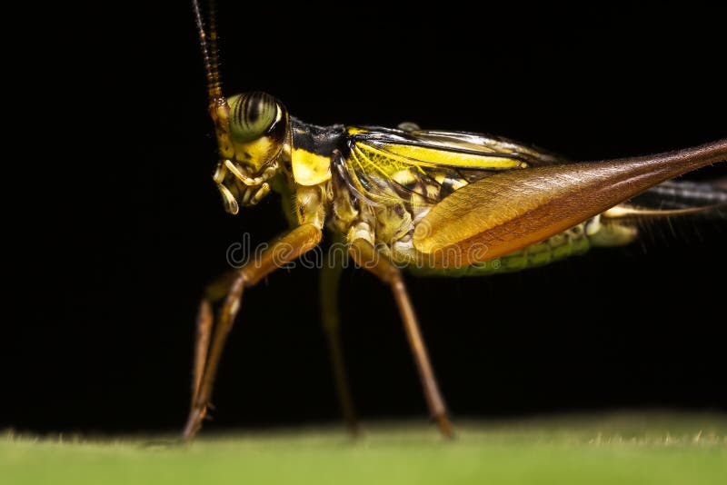 Yellow Cricket Side View Macro Picture. Image: 7971170