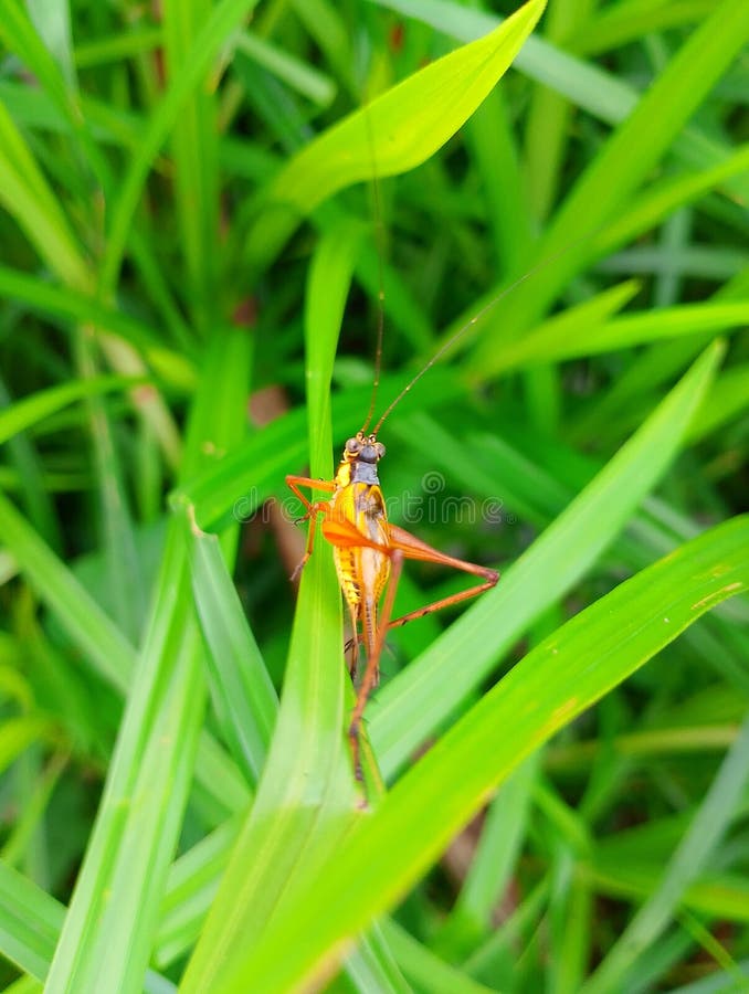 A Yellow Cricket Sitting on a Leaf in West Kalimantan, Indonesia Stock ...