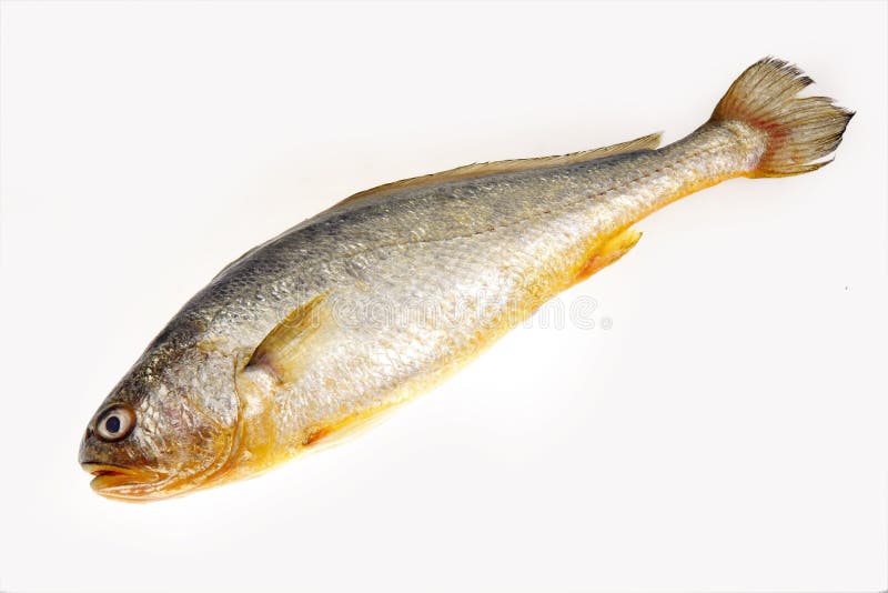 Yellow croaker stock image. Image of nature, tail, water - 13725483