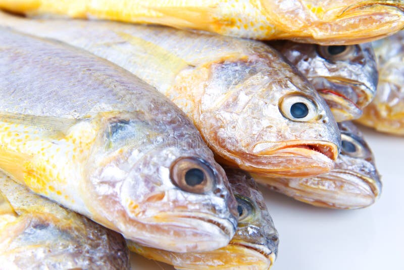 Yellow Croaker stock image. Image of fish, scale, catch - 17456981