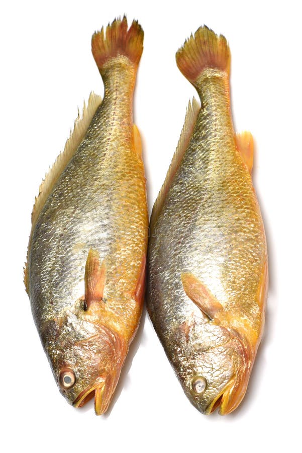 Yellow Croaker Fish stock photo. Image of white, croaker - 110839622