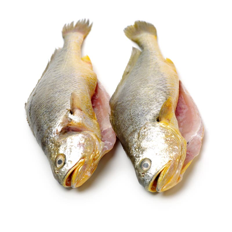 Yellow Croaker Fish stock photo. Image of piece, eating - 141440200