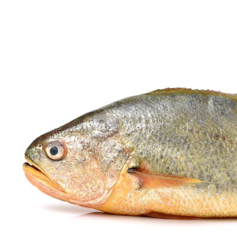 Yellow Croaker Fish stock image. Image of aquatic, gourmet - 113908041