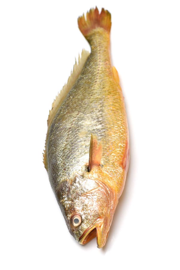 Yellow Croaker Fish stock photo. Image of dinner, yellow - 111889890