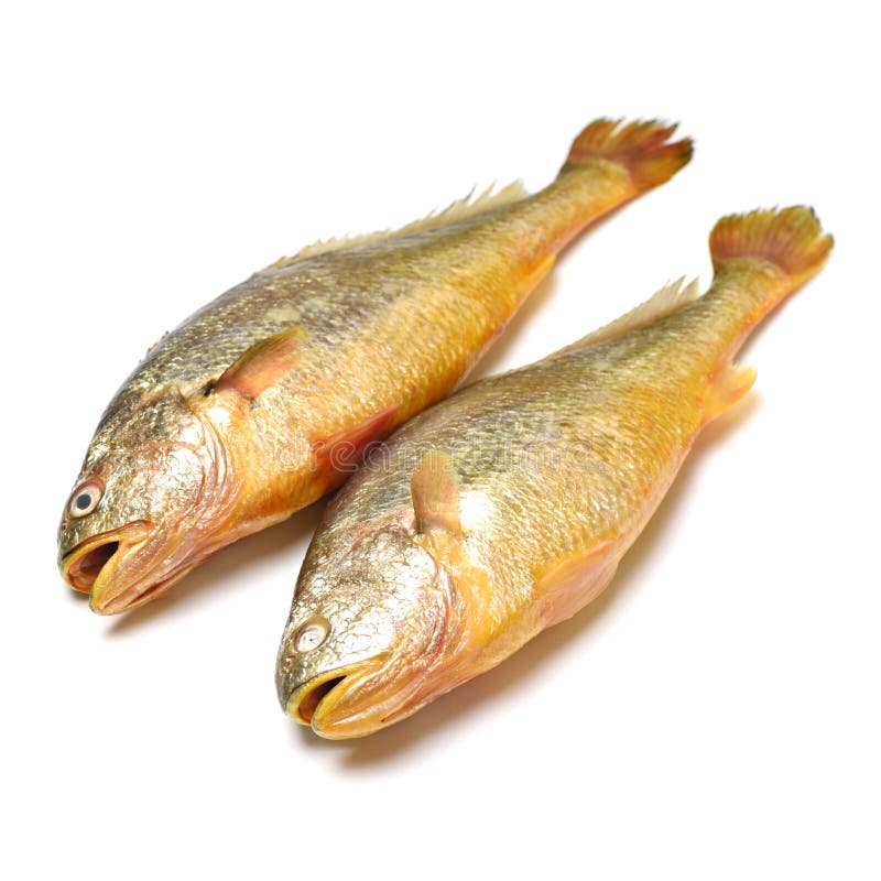 Yellow Croaker Fish Isolated Stock Photo - Image of aquatic, white ...