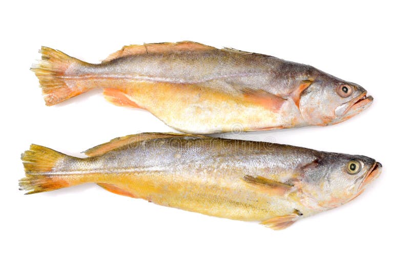 Yellow Croaker Fish stock photo. Image of nature, yellow - 107292452