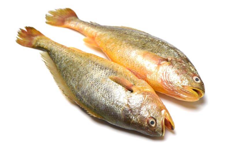 Yellow Croaker Fish stock photo. Image of dinner, yellow - 111889890