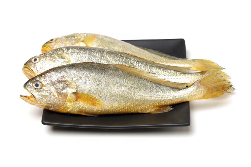Yellow Croaker Fish stock photo. Image of white, croaker - 110839622