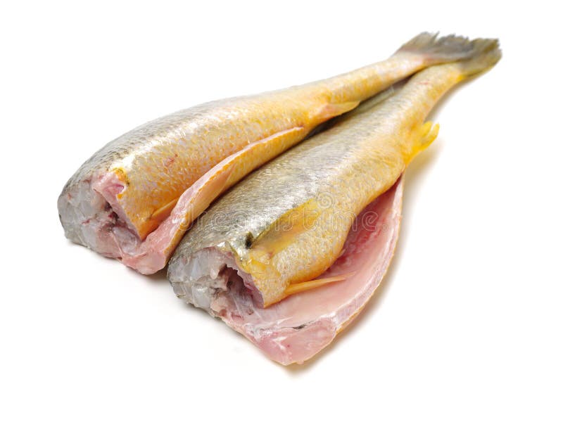 Yellow Croaker Fish stock image. Image of healthy, piece - 141440369
