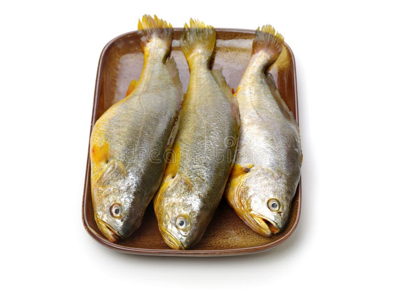 Yellow Croaker Fish stock photo. Image of dinner, yellow - 111889890