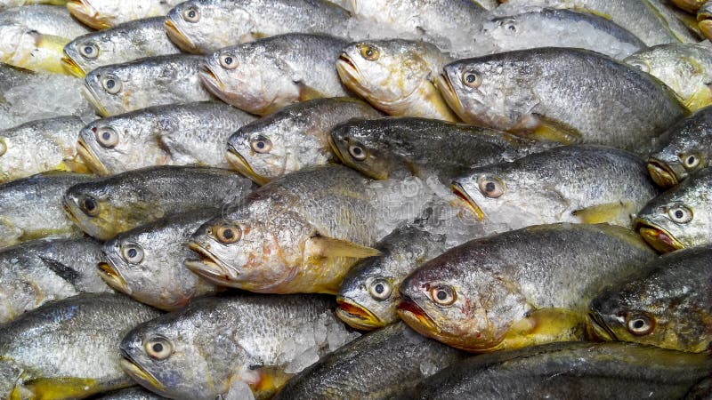 Yellow croaker stock image. Image of nature, tail, water - 13725483