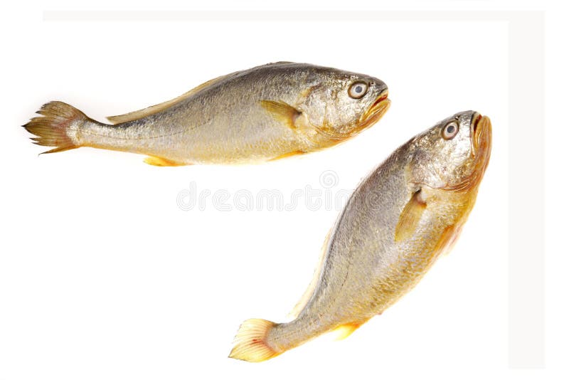 Yellow croaker stock image. Image of nature, tail, water - 13725483