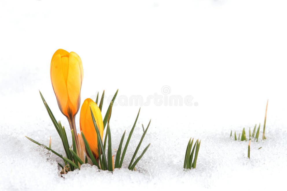 Yellow crocus stock image. Image of natural, plant, snow - 13390767