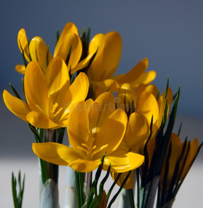 Yellow crocus stock image. Image of garden, saffron, leaf - 18911111