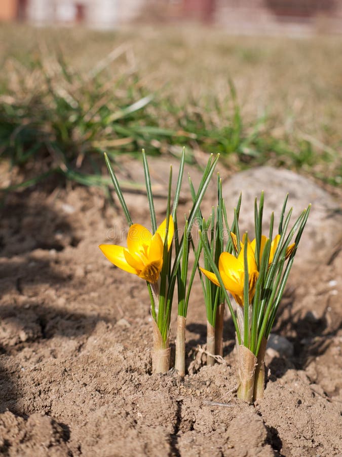 Yellow crocus stock photo. Image of delicate, earth, beautiful - 23941038