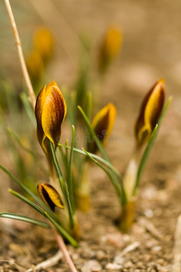 Yellow crocus stock image. Image of flower, croci, closeup - 29691917