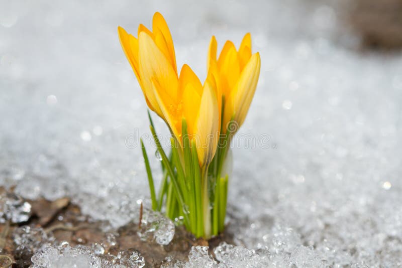 Yellow crocus stock image. Image of leaves, decoration - 38051181