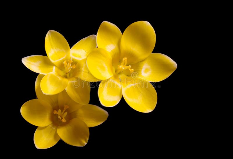 Yellow crocus stock photo. Image of green, postcard, seasonal - 4148712