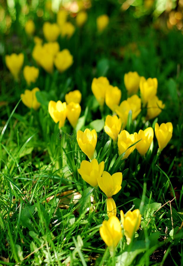 Yellow crocus stock image. Image of focus, soft, garden - 6753549