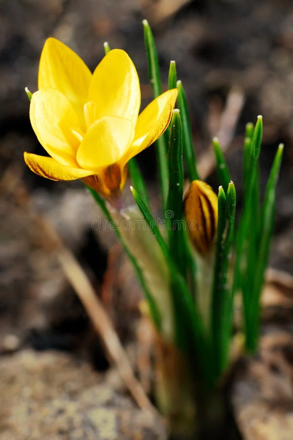 Yellow crocus stock photo. Image of head, grass, blossom - 4496862
