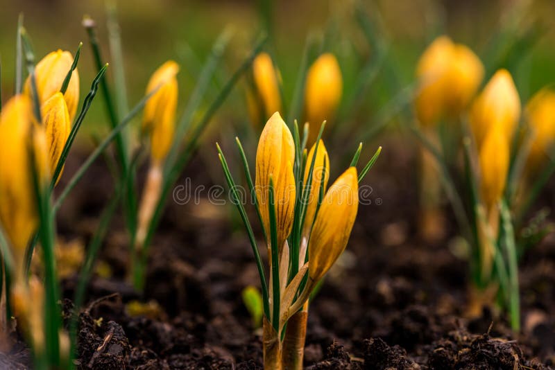 Yellow crocus stock image. Image of beautiful, cold, nature - 68703061