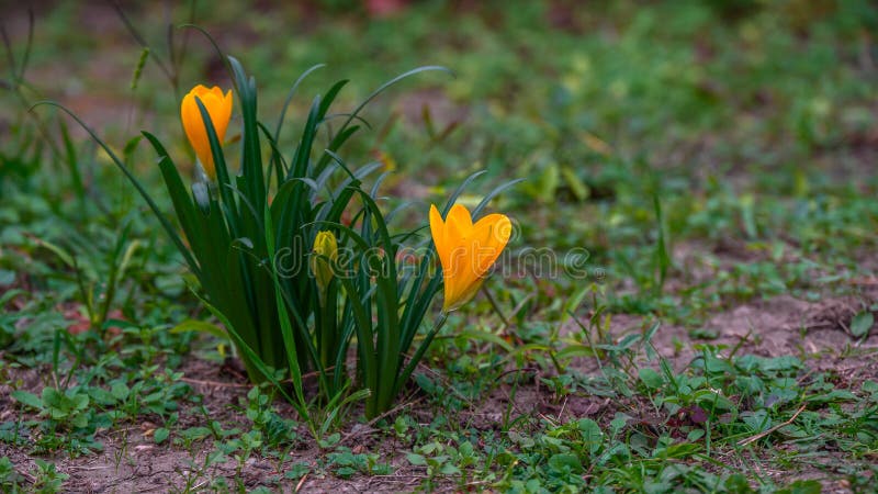 Yellow crocus in autumn stock image. Image of landscape - 258898663