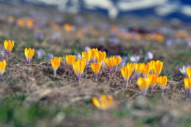 Yellow Crocus Background Photography Stock Photo - Image of autumn ...