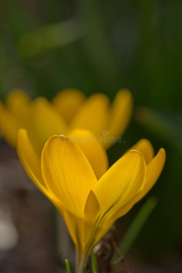 Yellow crocus stock image. Image of blossom, meadow, flowerbed - 48628063