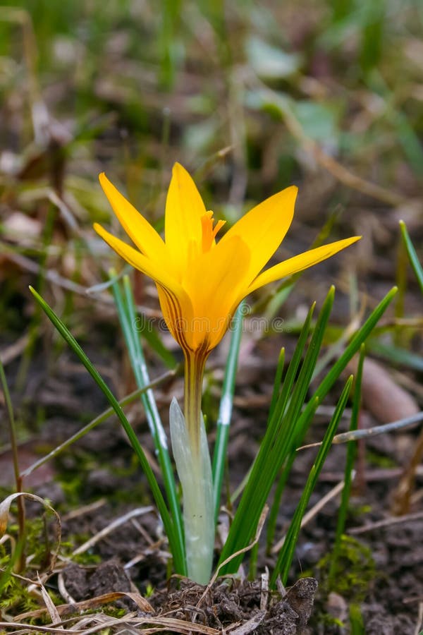Yellow Crocus Blooms in Spring in the Garden Stock Image - Image of ...