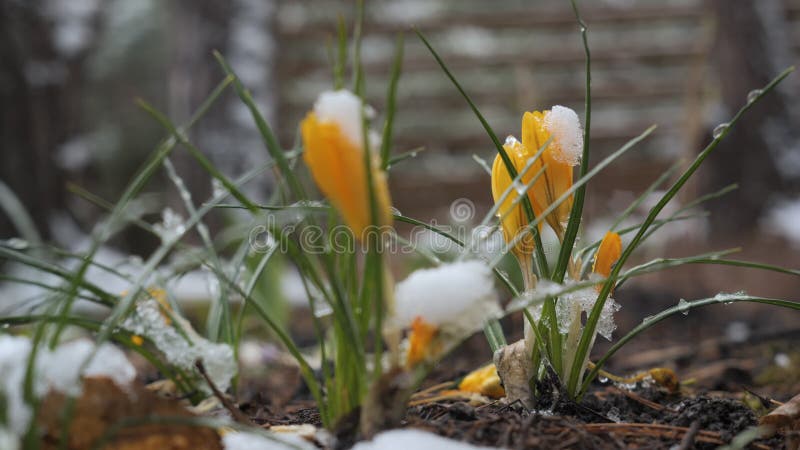 Yellow Crocus Buds Sprouting through Melting Snow Stock Video - Video ...