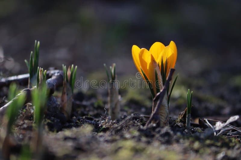 Yellow Crocus Chrysanthus Flower in Garden Stock Photo - Image of ...