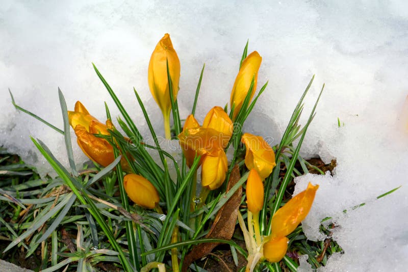 Yellow Crocus Crocus Flavus, Blooming through the Snow Marking the End ...
