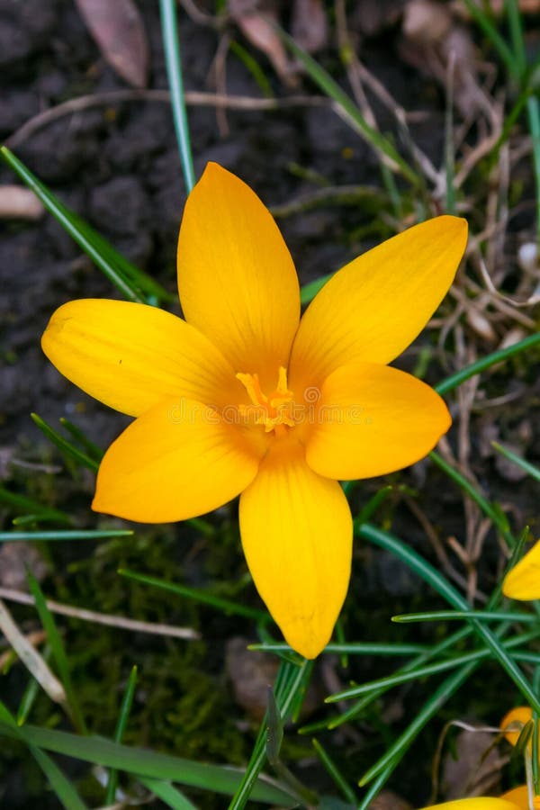 Yellow Crocus Dorothy Blooms in Spring in the Garden Stock Photo ...