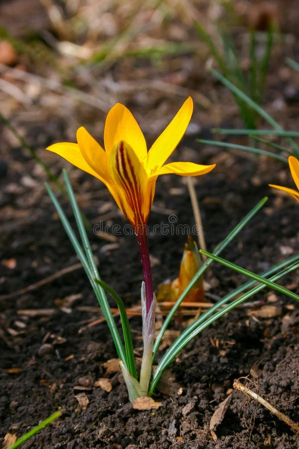 Yellow Crocus Dorothy Blooms in Spring in the Garden Stock Image ...
