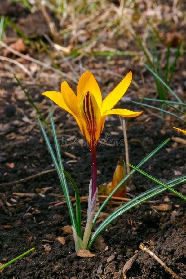 Yellow Crocus Dorothy Blooms in Spring in the Garden Stock Photo ...