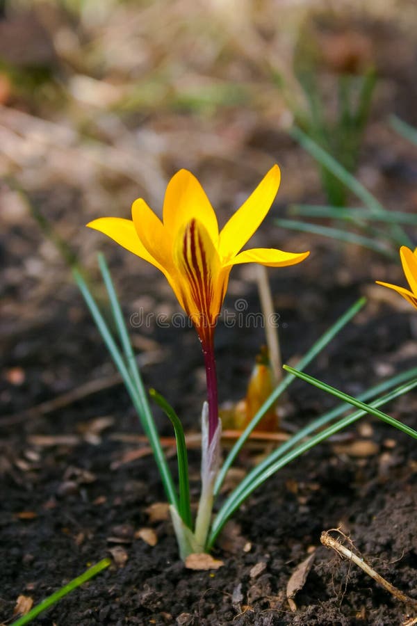 Yellow Crocus Dorothy Blooms in Spring in the Garden Stock Photo ...