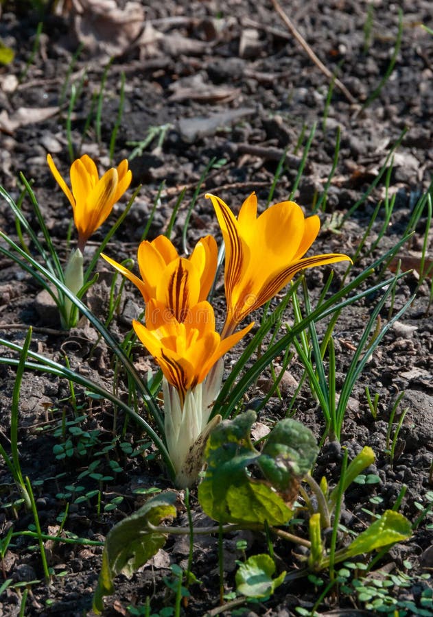 Yellow Crocus Dorothy - First Spring Flower Blooms Stock Image - Image ...