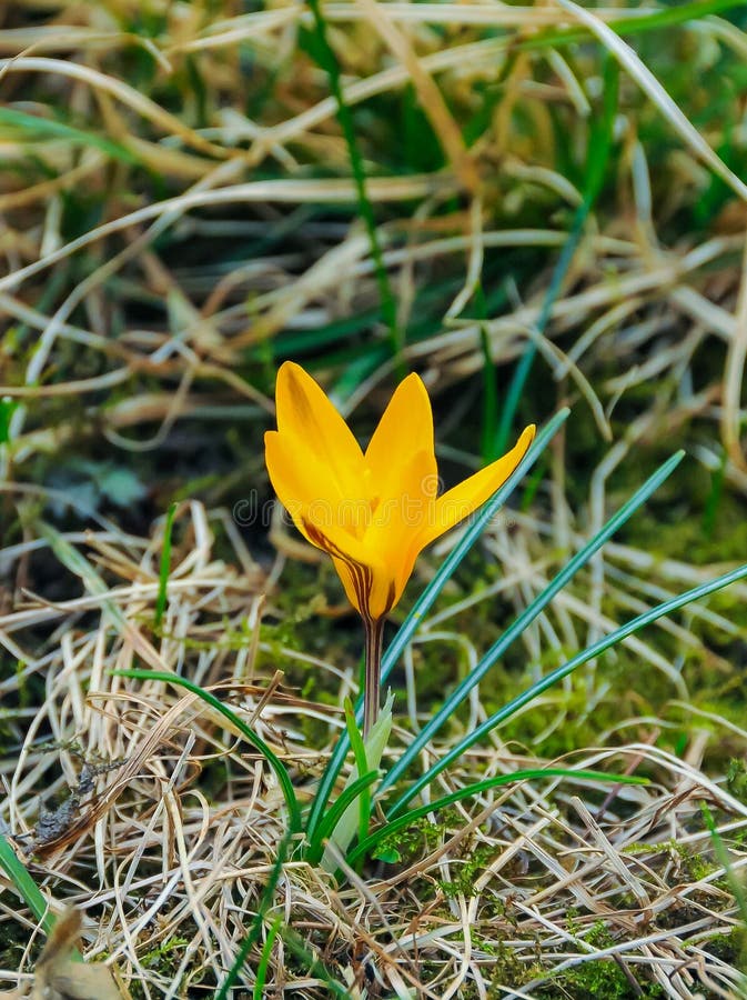 Yellow Crocus Dorothy - First Spring Flower Blooms in the Garden Stock ...